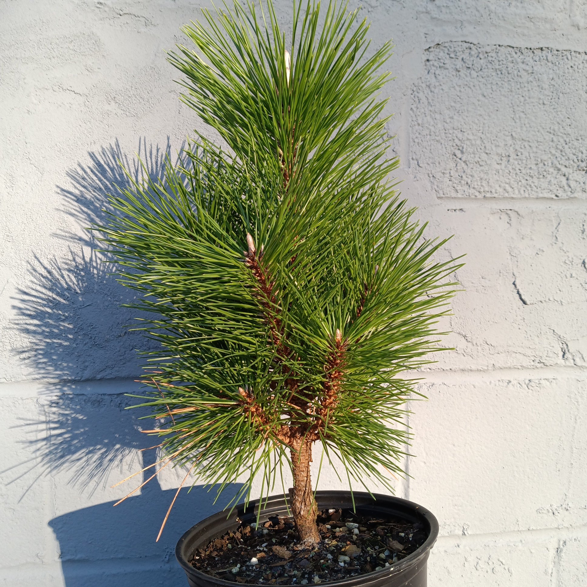 Pinus thunbergii 'thunderhead' – Lucky Bonsai